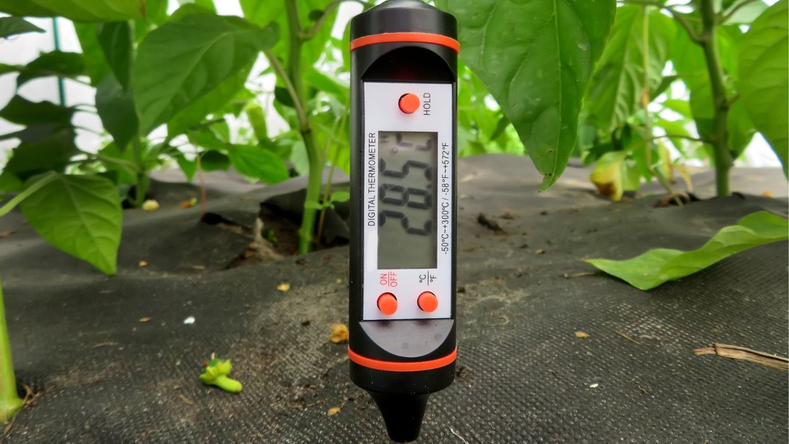 Raised Beds vs. In-Ground Gardening: 9 Pros and Cons