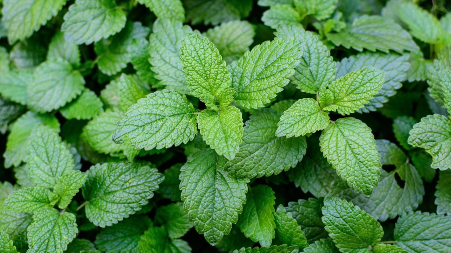 25 Cold-Hardy Herbs That Survive Winter in the Garden