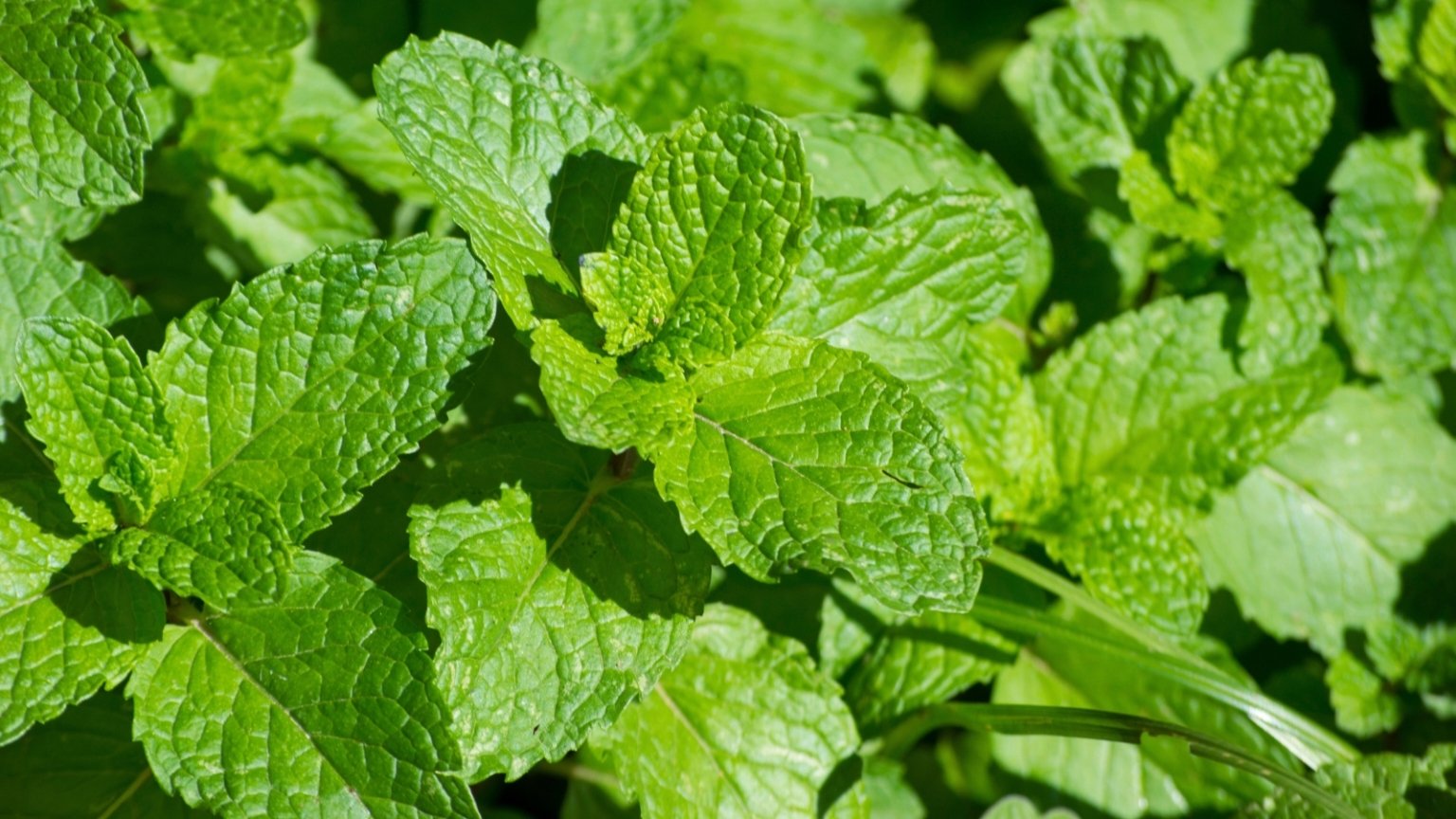 31 Popular Plants You Can Root In Water