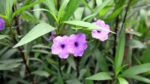 How to Plant, Grow, and Care For Wild Petunias