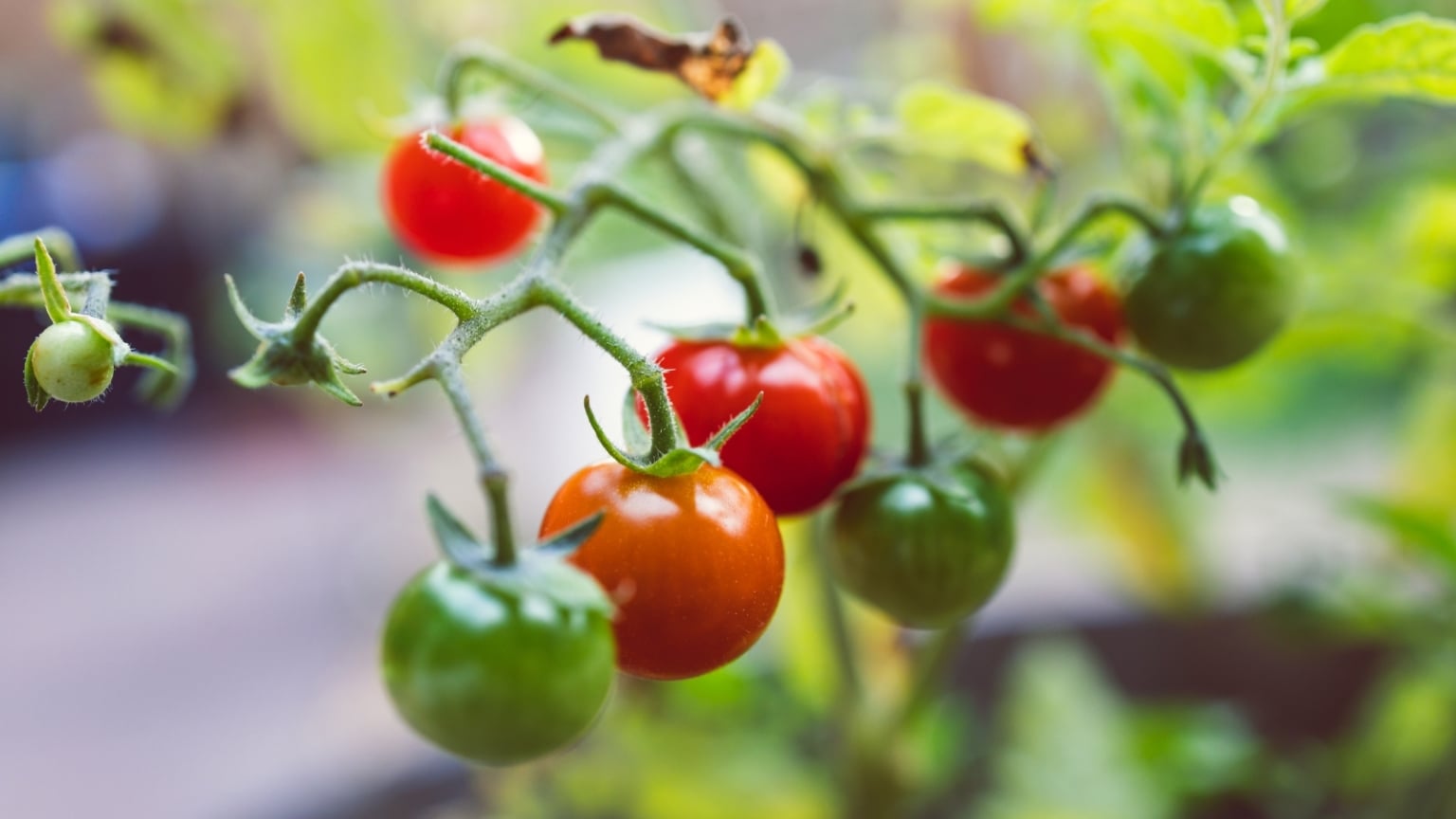 How to Plant, Grow, and Care for Heirloom Tomatoes