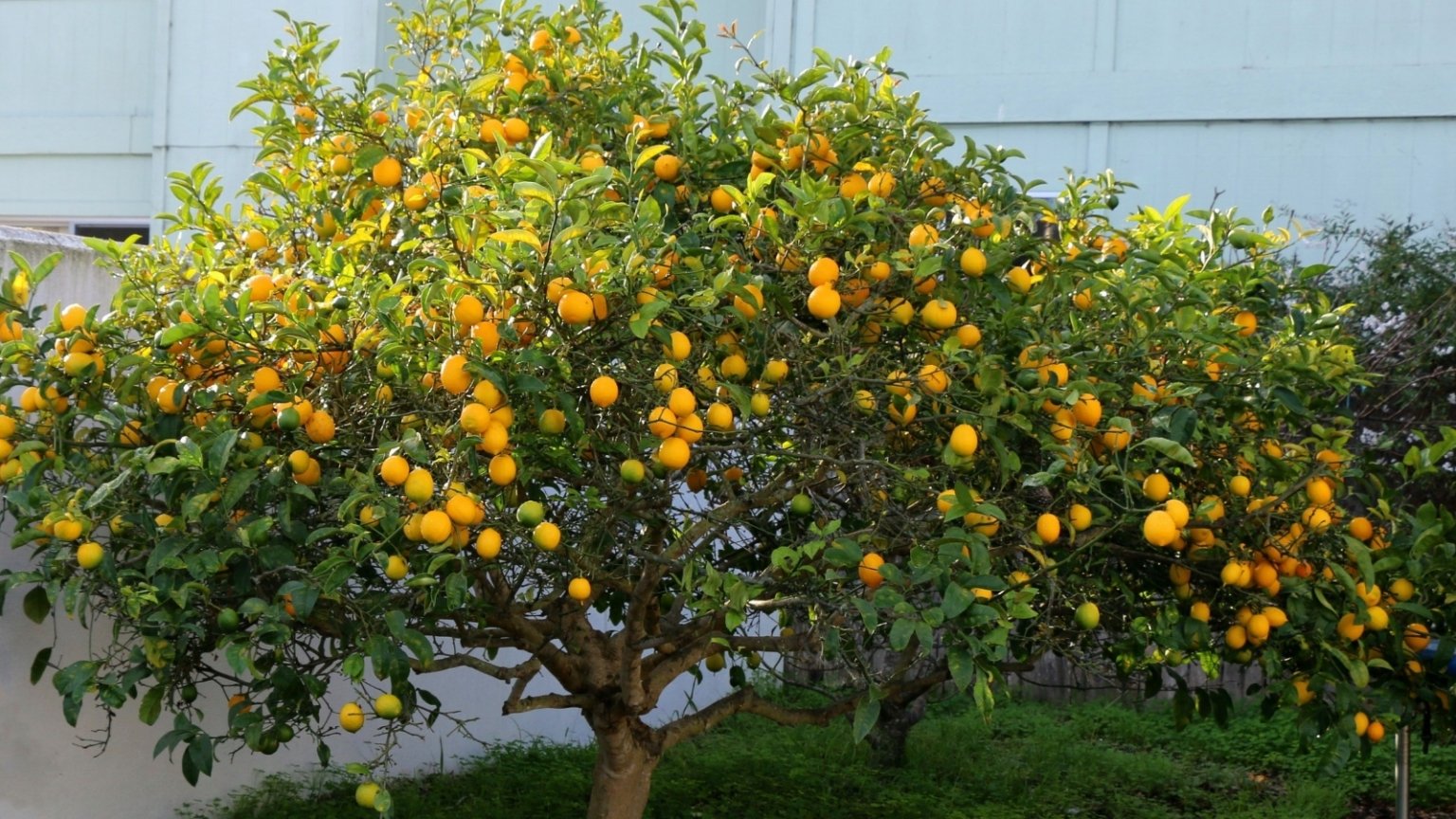 How to Plant, Grow, and Care for 'Improved Meyer' Lemon Bushes