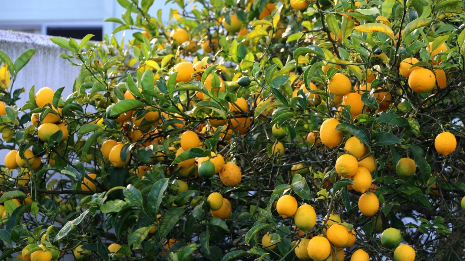 How to Plant, Grow, and Care for 'Improved Meyer' Lemon Bushes
