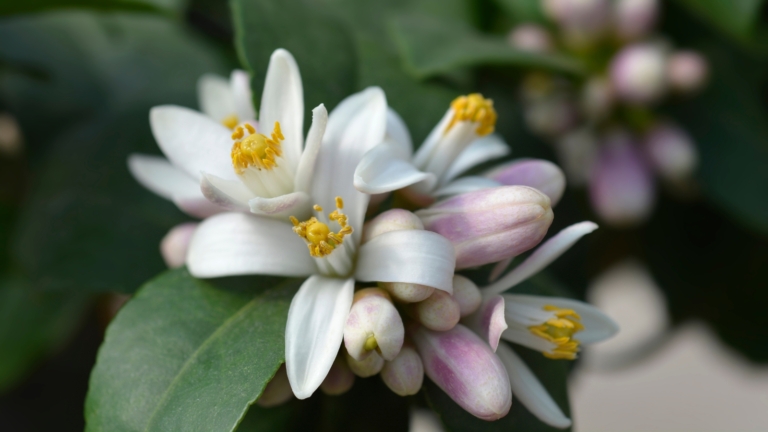 How to Plant, Grow, and Care for 'Improved Meyer' Lemon Bushes