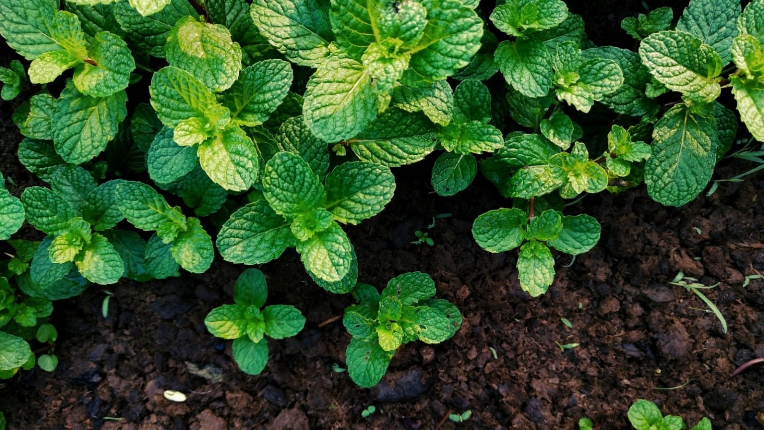 25 Cold-Hardy Herbs That Survive Winter in the Garden
