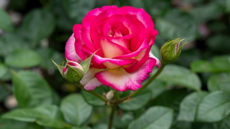 A Comprehensive Guide to Growing Roses in Zone 9