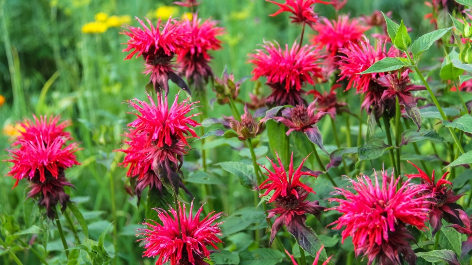 Plant These 15 Flowers That Look Like Fireworks This 4th of July