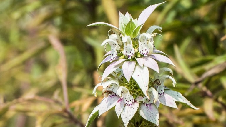 How to Plant, Grow, and Care for Spotted Bee Balm