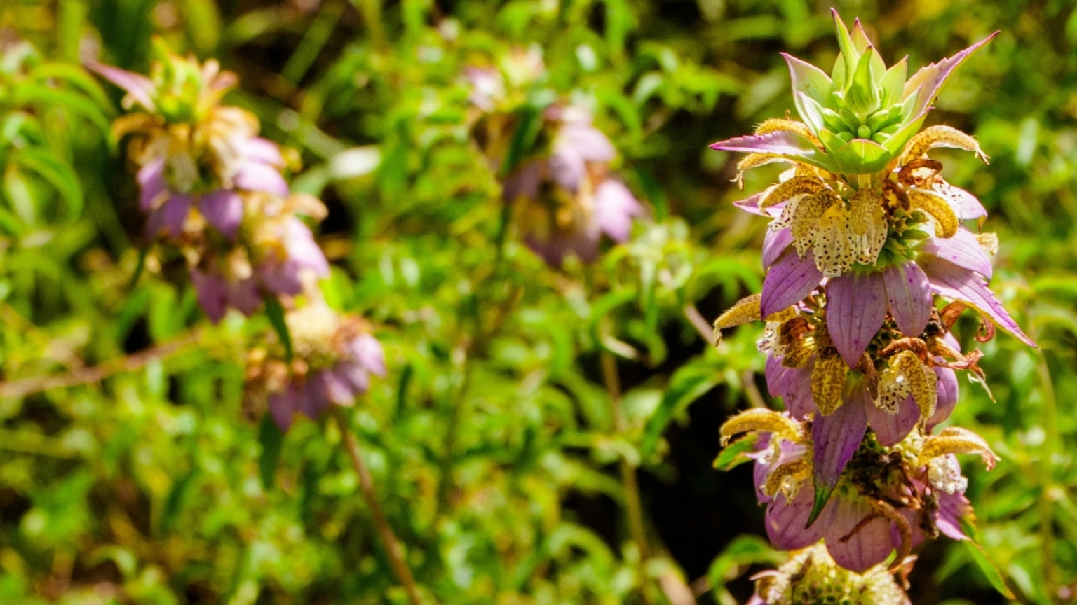 How to Plant, Grow, and Care for Spotted Bee Balm