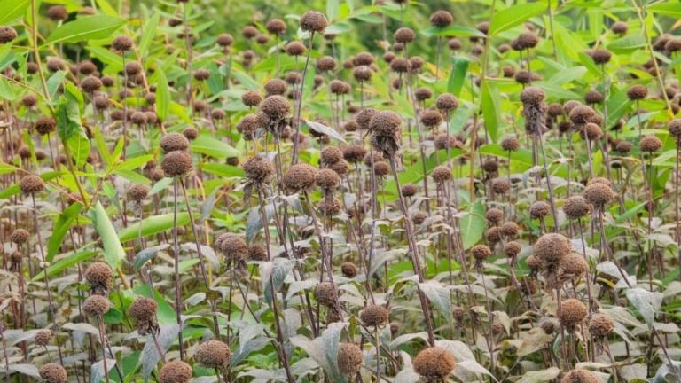 How to Plant, Grow, and Care for Spotted Bee Balm