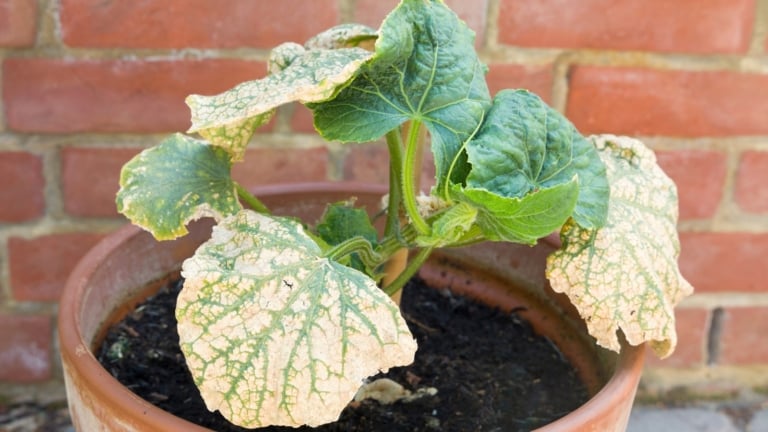 7 Reasons Why Your Cucumbers Are Turning Yellow