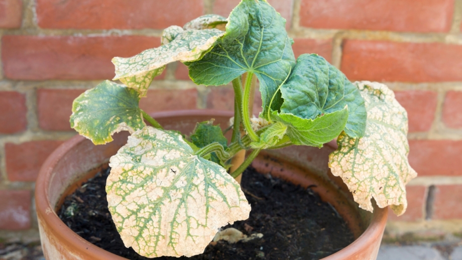 7 Reasons Why Your Cucumbers Are Turning Yellow