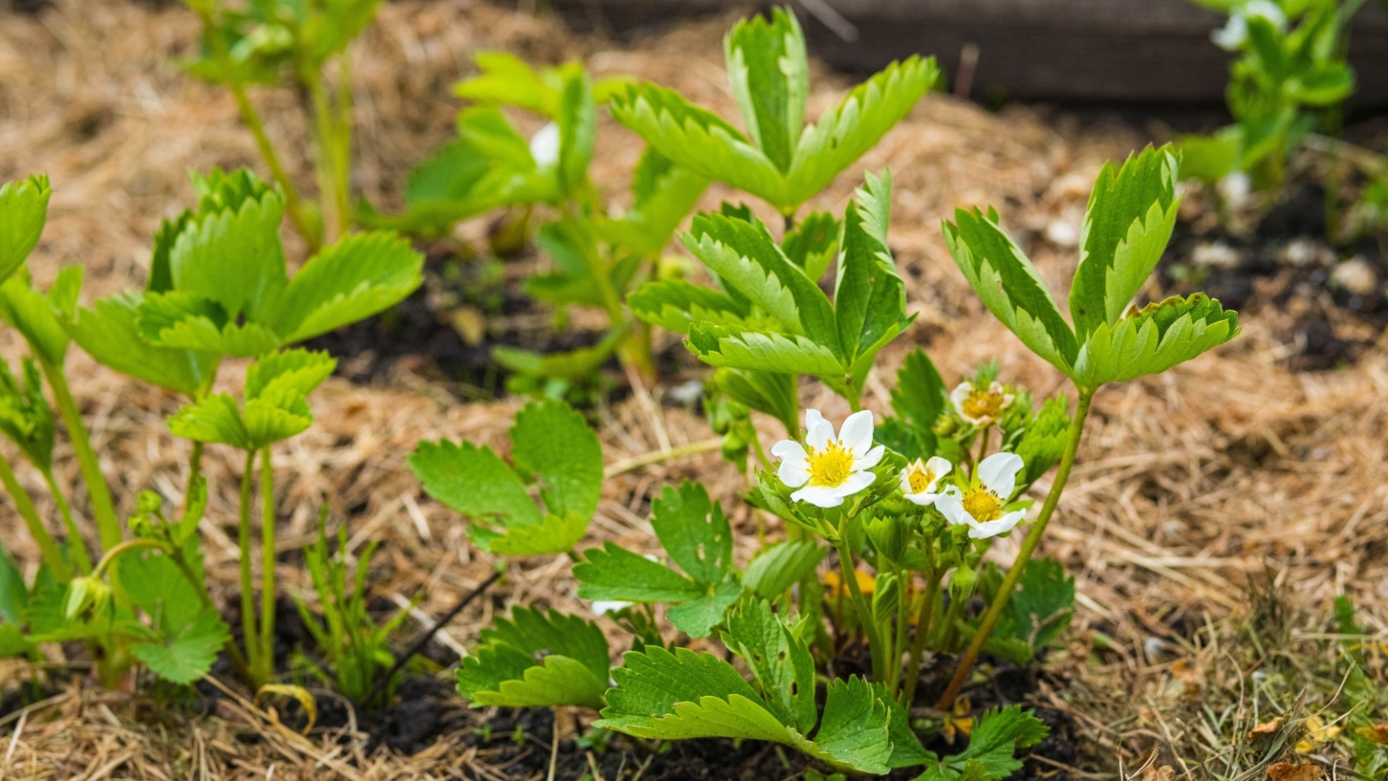How to Plant, Grow, and Care for 'Allstar' June-bearing Strawberries
