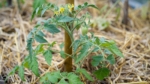 How to Plant, Grow, and Care for 'Black Krim' Tomatoes