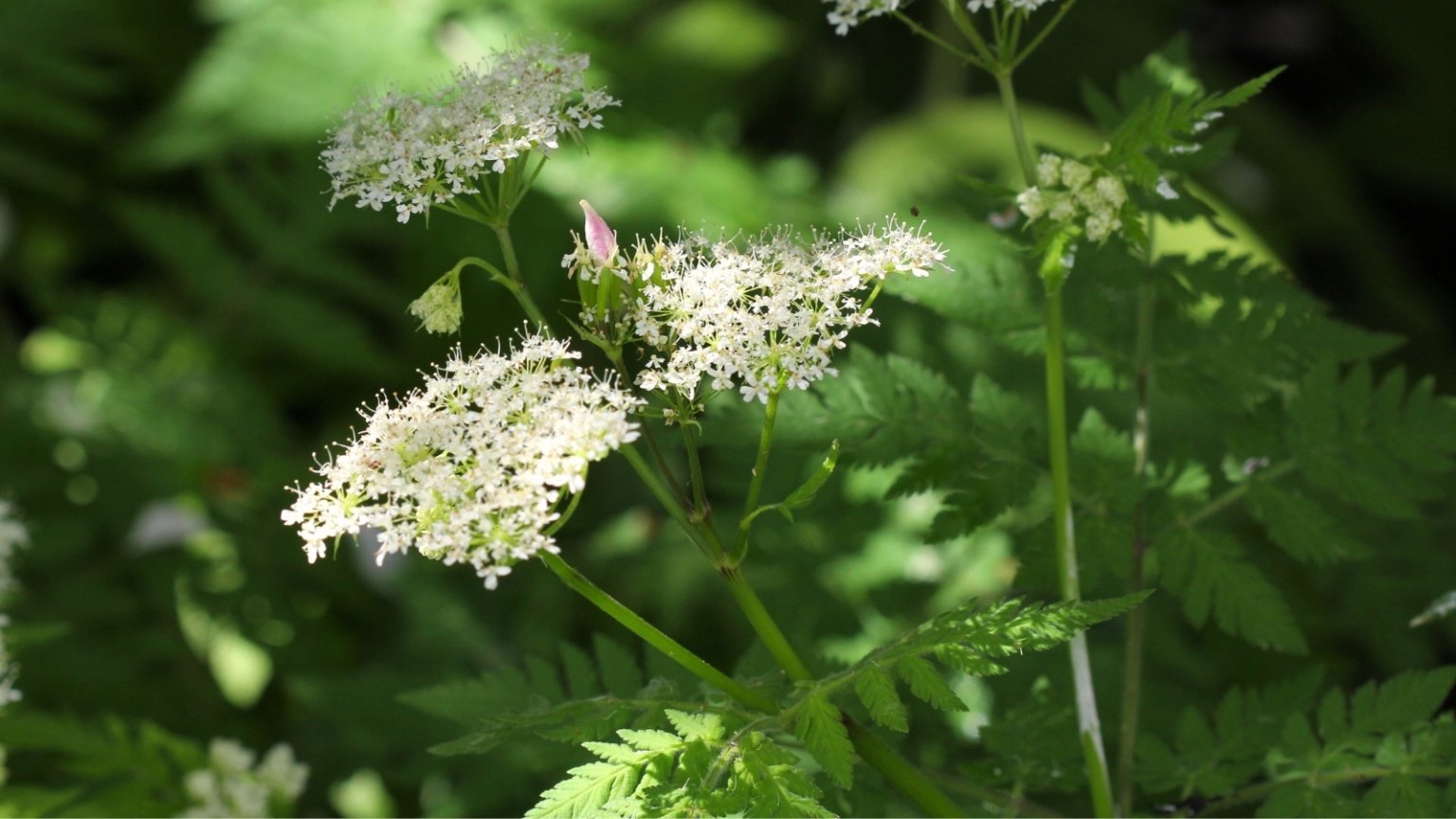 25 Cold-Hardy Herbs That Survive Winter in the Garden
