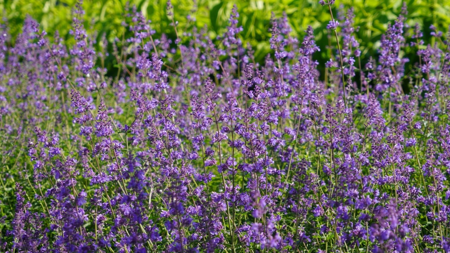 27 Best Varieties of Catmint (Nepeta) For Your Flower Bed