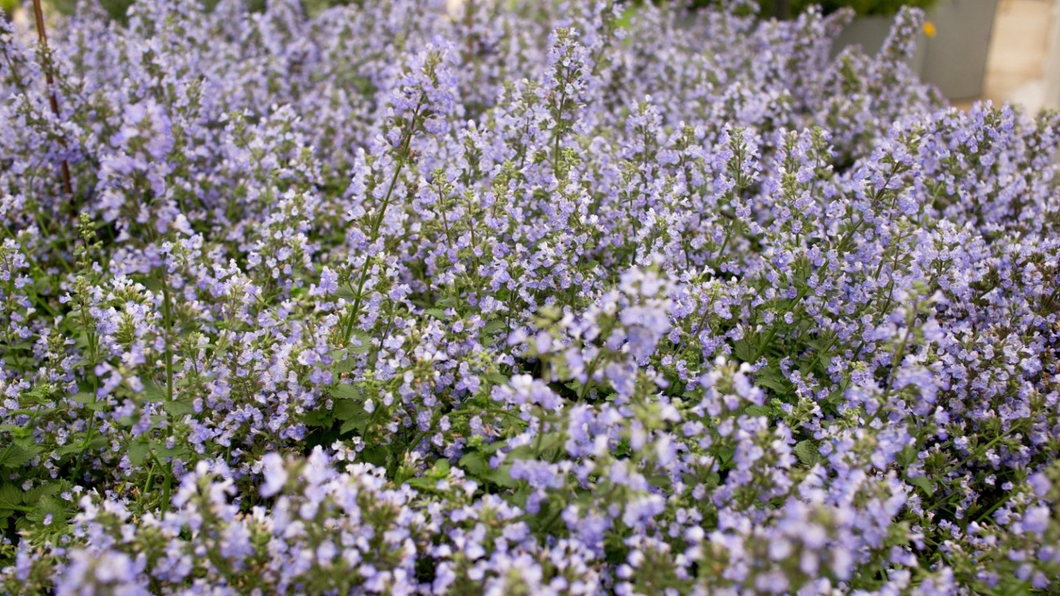 27 Best Varieties of Catmint (Nepeta) For Your Flower Bed