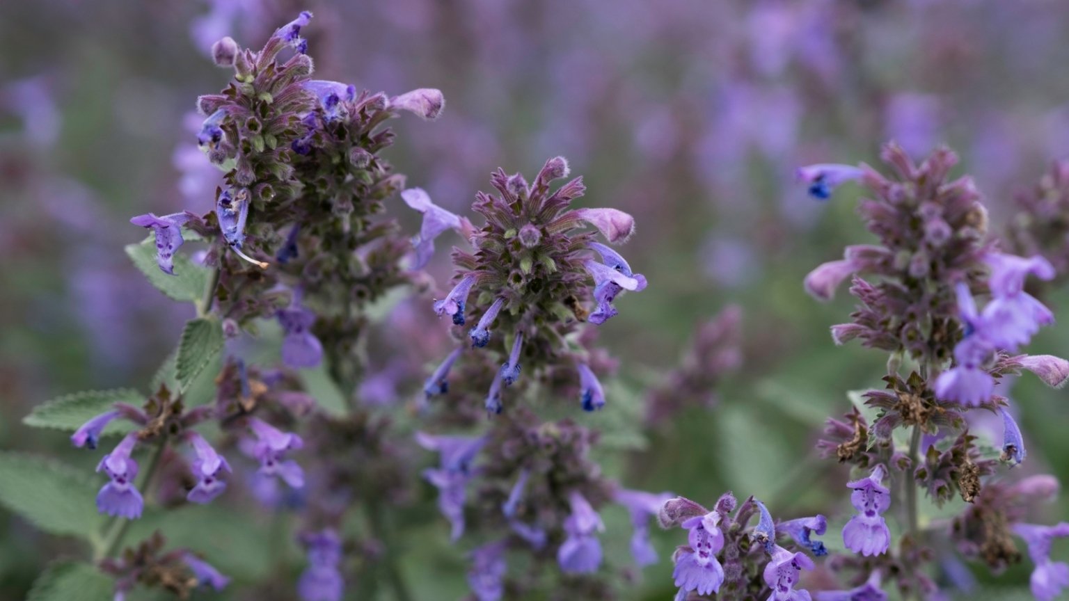 27 Best Varieties of Catmint (Nepeta) For Your Flower Bed