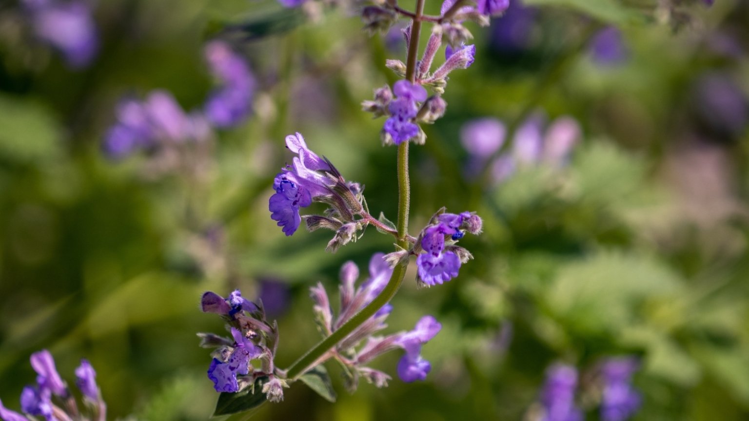 27 Best Varieties of Catmint (Nepeta) For Your Flower Bed