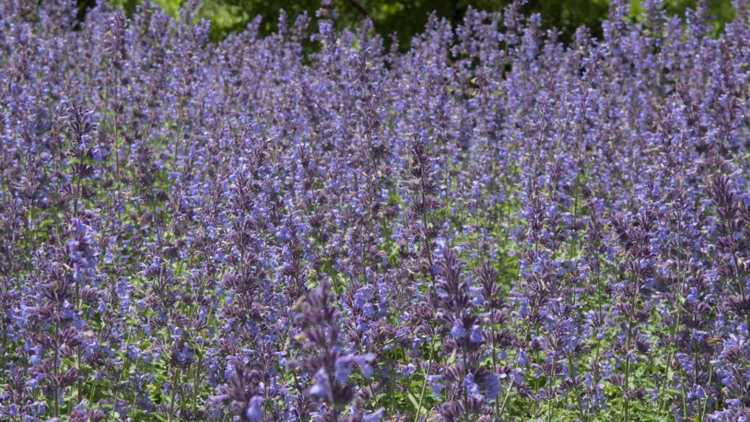 27 Best Varieties of Catmint (Nepeta) For Your Flower Bed