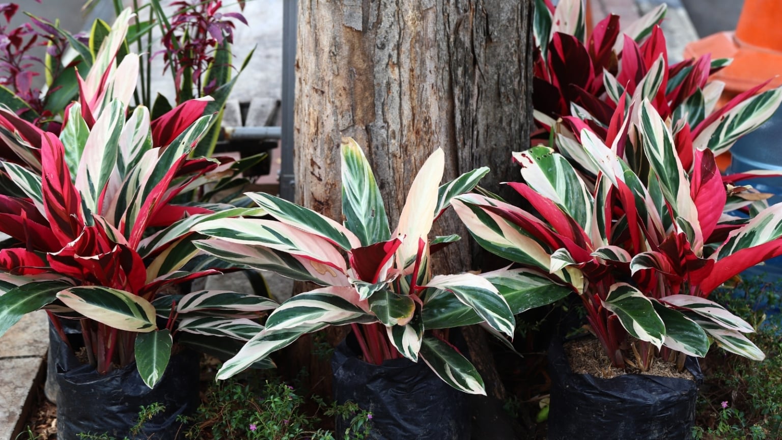 How to Plant, Grow, and Care for Stromanthe Plants