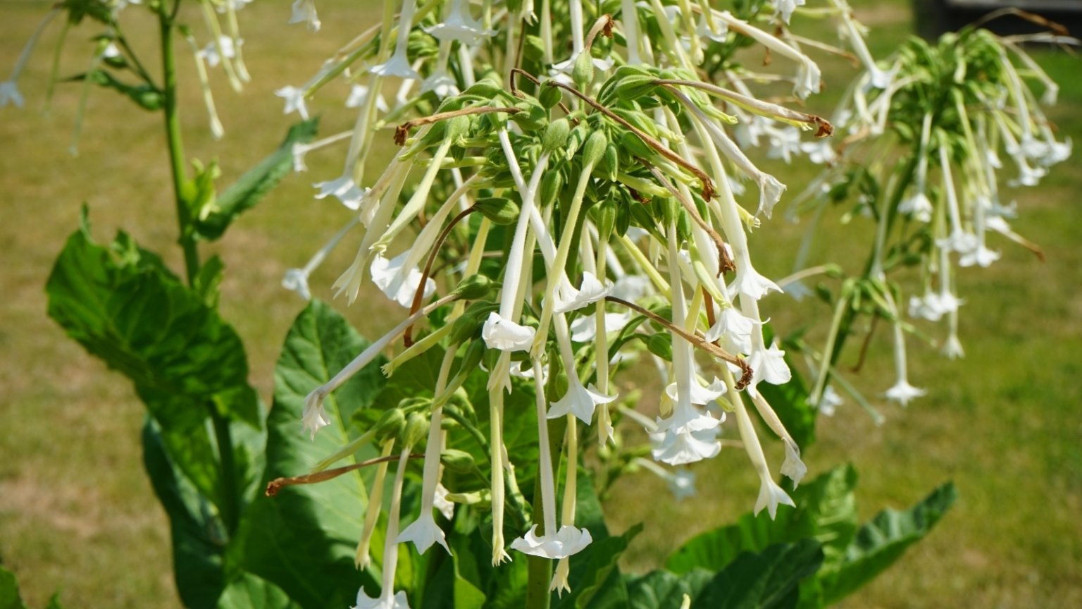 Plant These 15 Flowers That Look Like Fireworks This 4th of July
