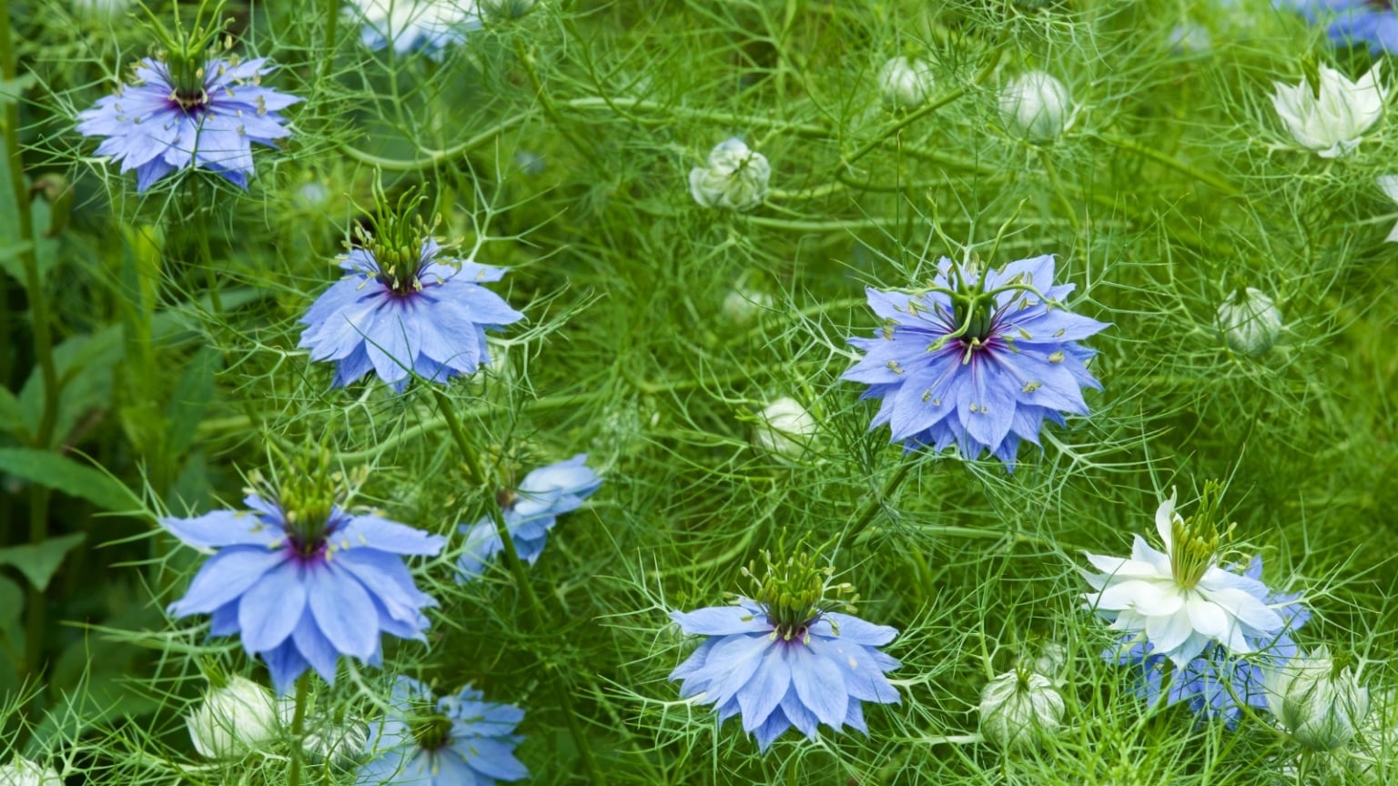 17 Fall-Blooming Flowers to Start in July