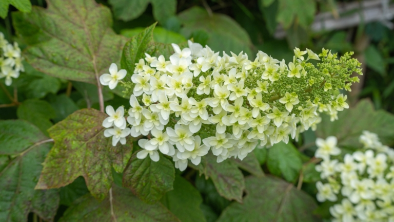 The Best Hydrangeas for Your Climate: Tips for Your Zone