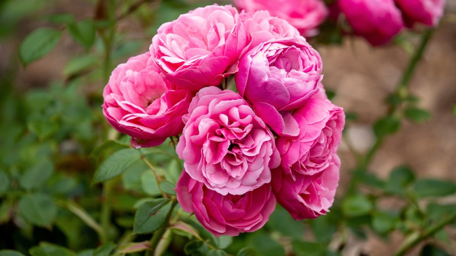A Comprehensive Guide to Growing Roses in Zone 9