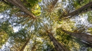 How to Plant, Grow, and Care For Redwood Trees