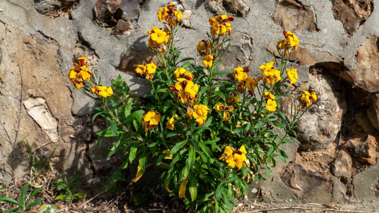 How to Plant, Grow, and Care for Wallflowers