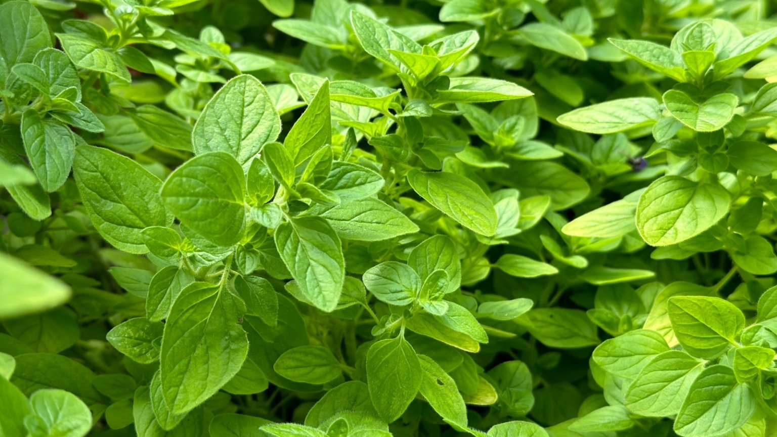25 Cold-Hardy Herbs That Survive Winter in the Garden
