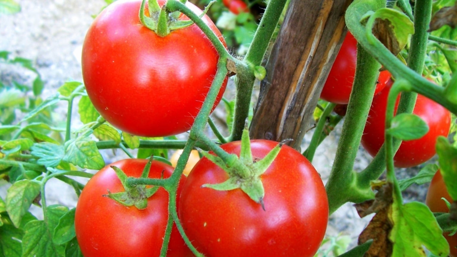 13 Prize-Winning Tomatoes You Need in Your Garden
