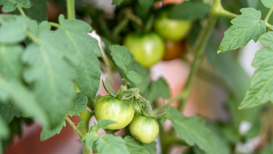 Tomato Fertilizer Facts & How To Use Them Right - Epic Gardening