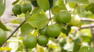 15 Fruit Trees That Thrive in Florida Gardens