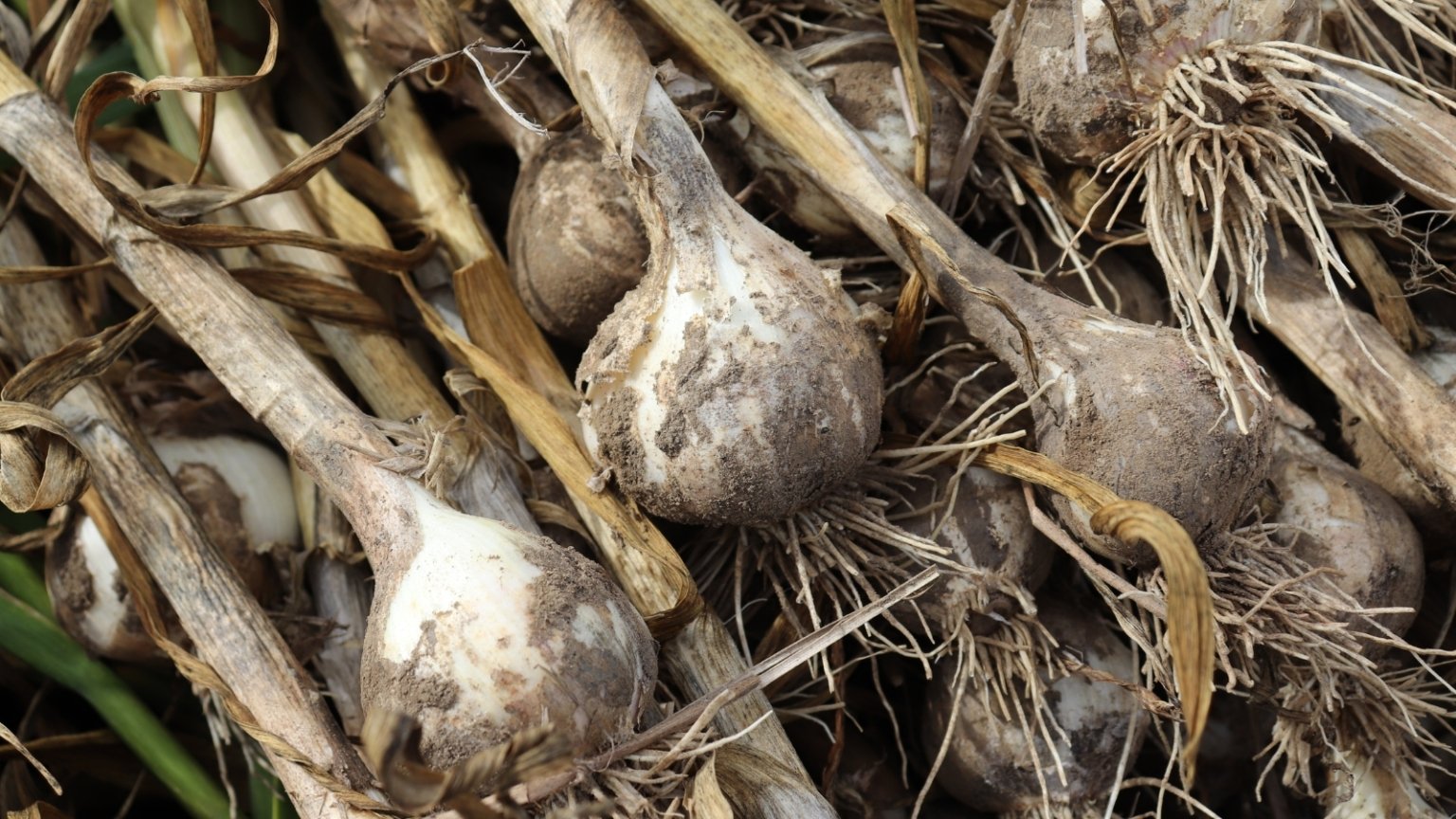 How to Grow Garlic in Raised Beds: A Complete Guide