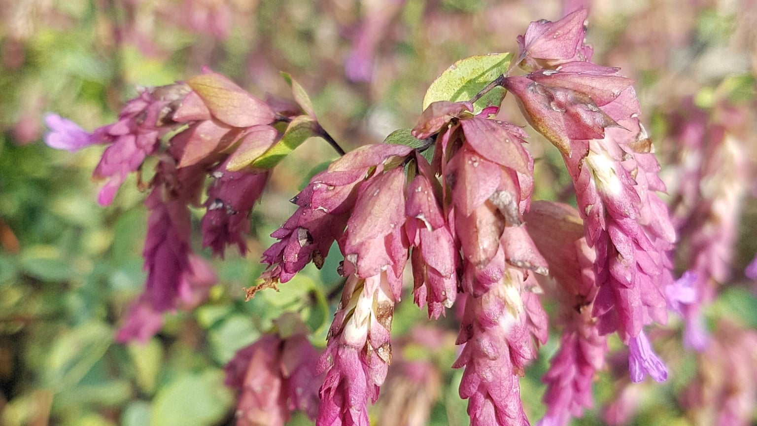 5 Gorgeous Varieties of Ornamental Oregano