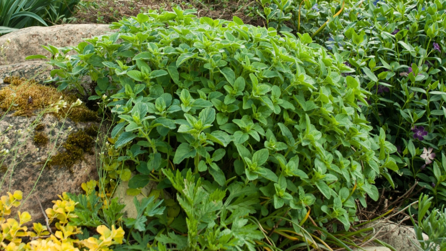 How to Grow Your Own Herbes de Provence