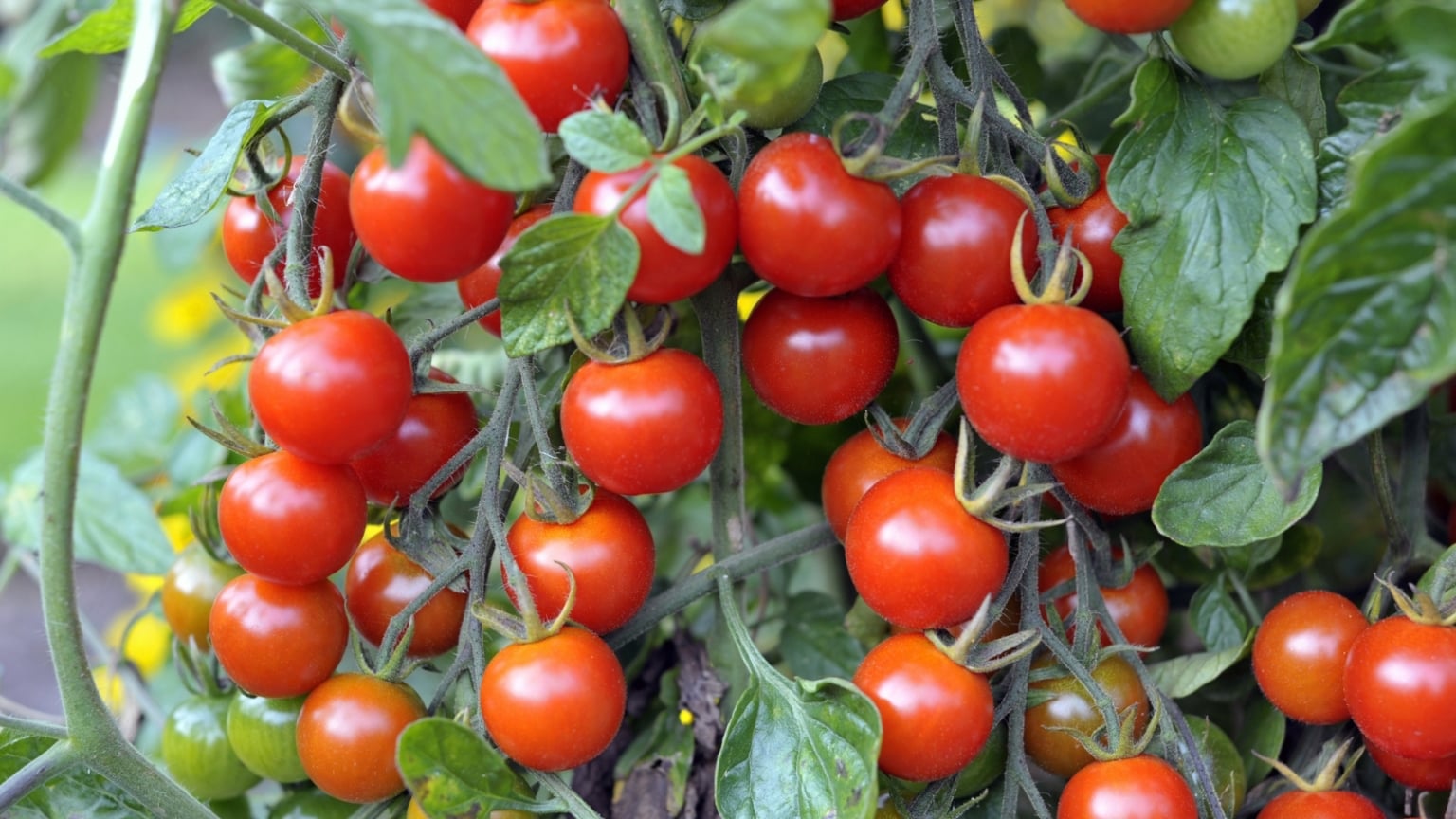 17 Cherry Tomatoes for Your Summer Garden