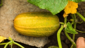 When and How to Harvest Cucumbers