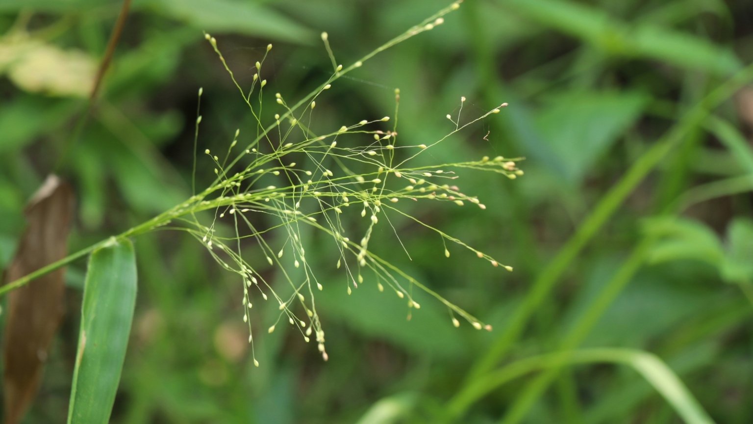 Plant These 15 Flowers That Look Like Fireworks This 4th of July