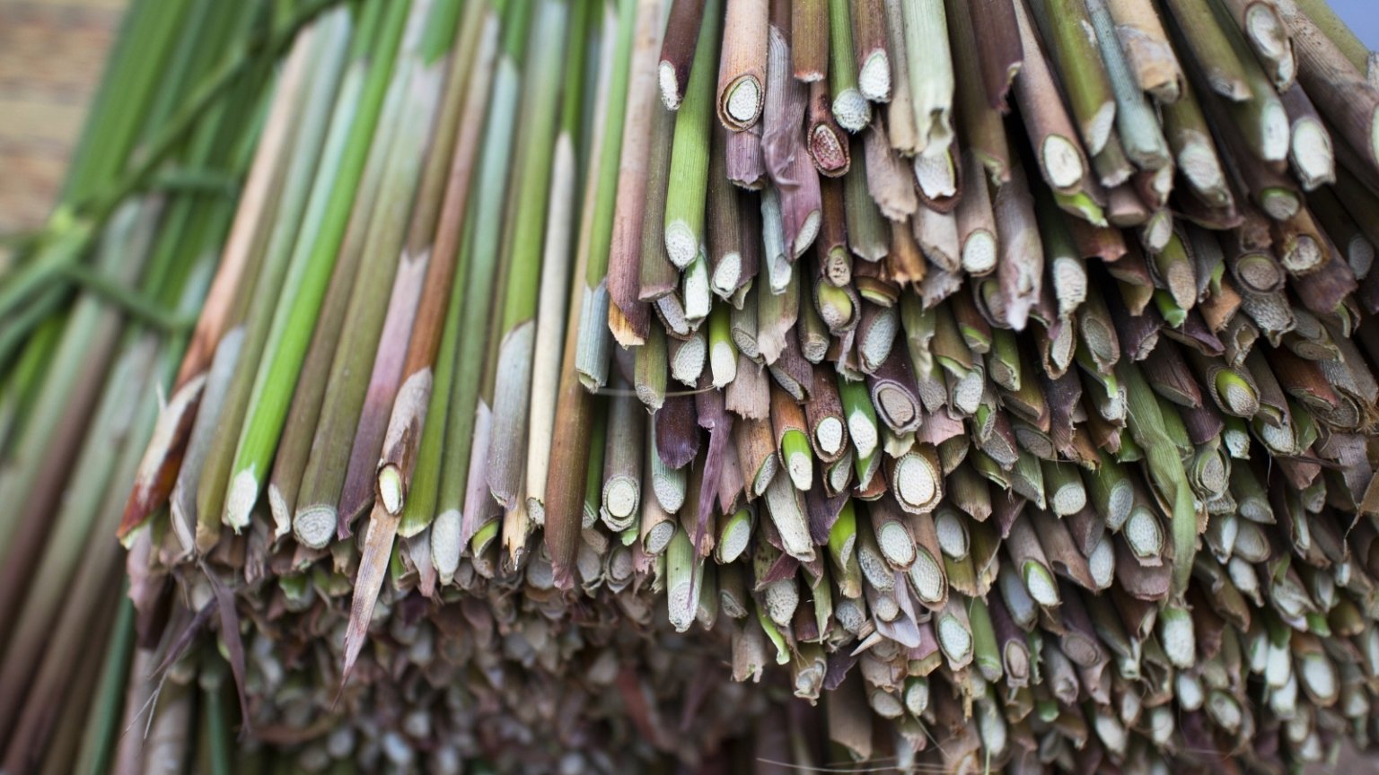 How to Plant, Grow, and Care for 'King Tut' Grass