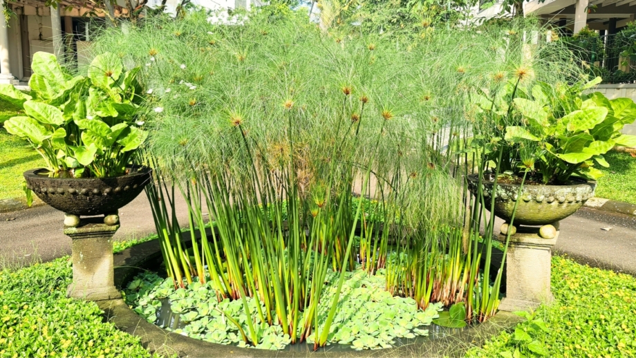 How to Plant, Grow, and Care for 'King Tut' Grass
