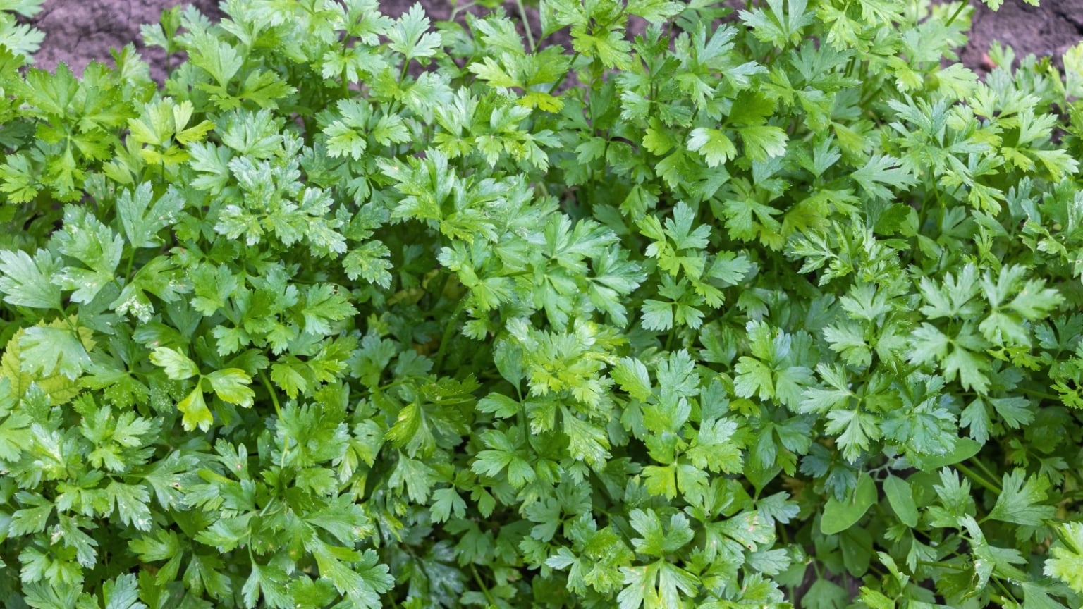 How To Harvest Parsley & Store It For Later - Epic Gardening