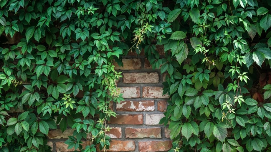 15 US-Native Climbing Plants and Vines
