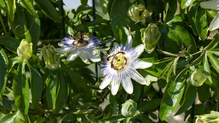 15 US-Native Climbing Plants and Vines