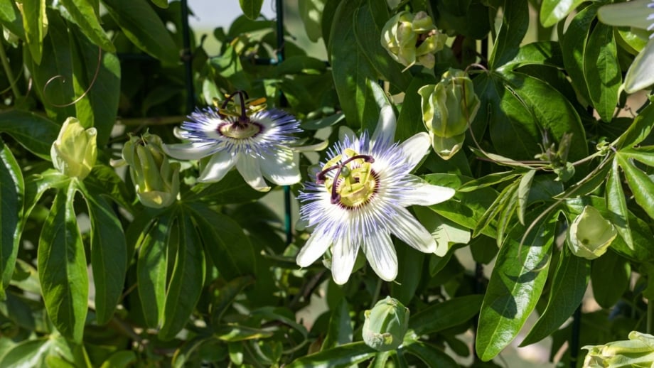 15 US-Native Climbing Plants and Vines