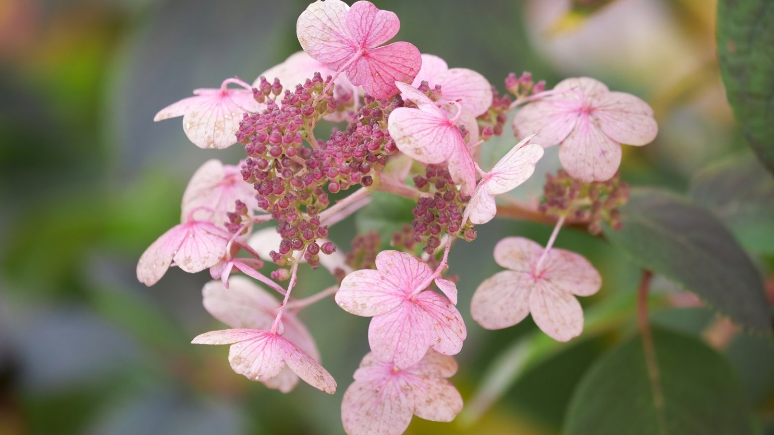 How to Plant, Grow, and Care for 'PeeGee' Hydrangeas
