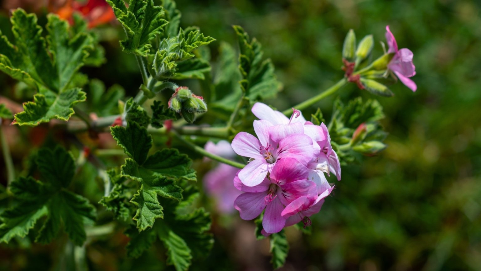 31 Popular Plants You Can Root In Water