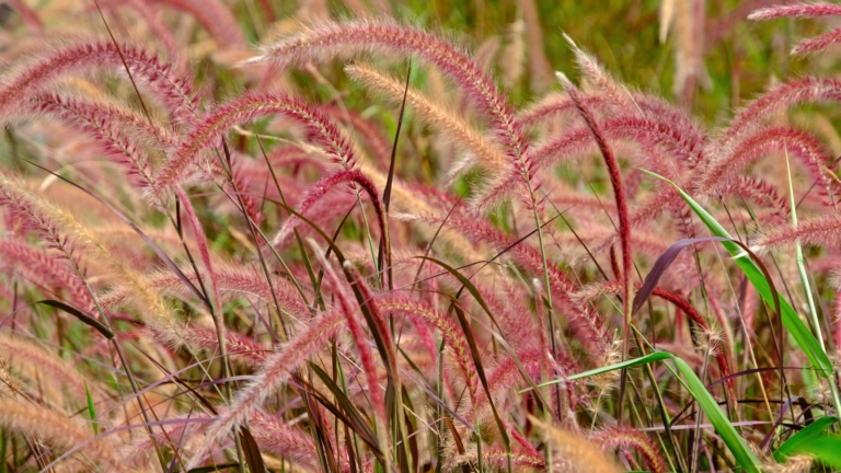 Plant These 15 Flowers That Look Like Fireworks This 4th of July